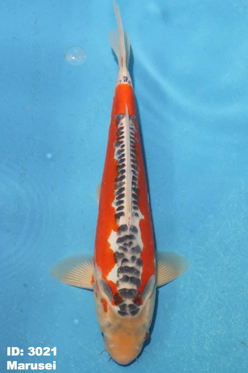 Japanse Koi aanbod - Wilkoi